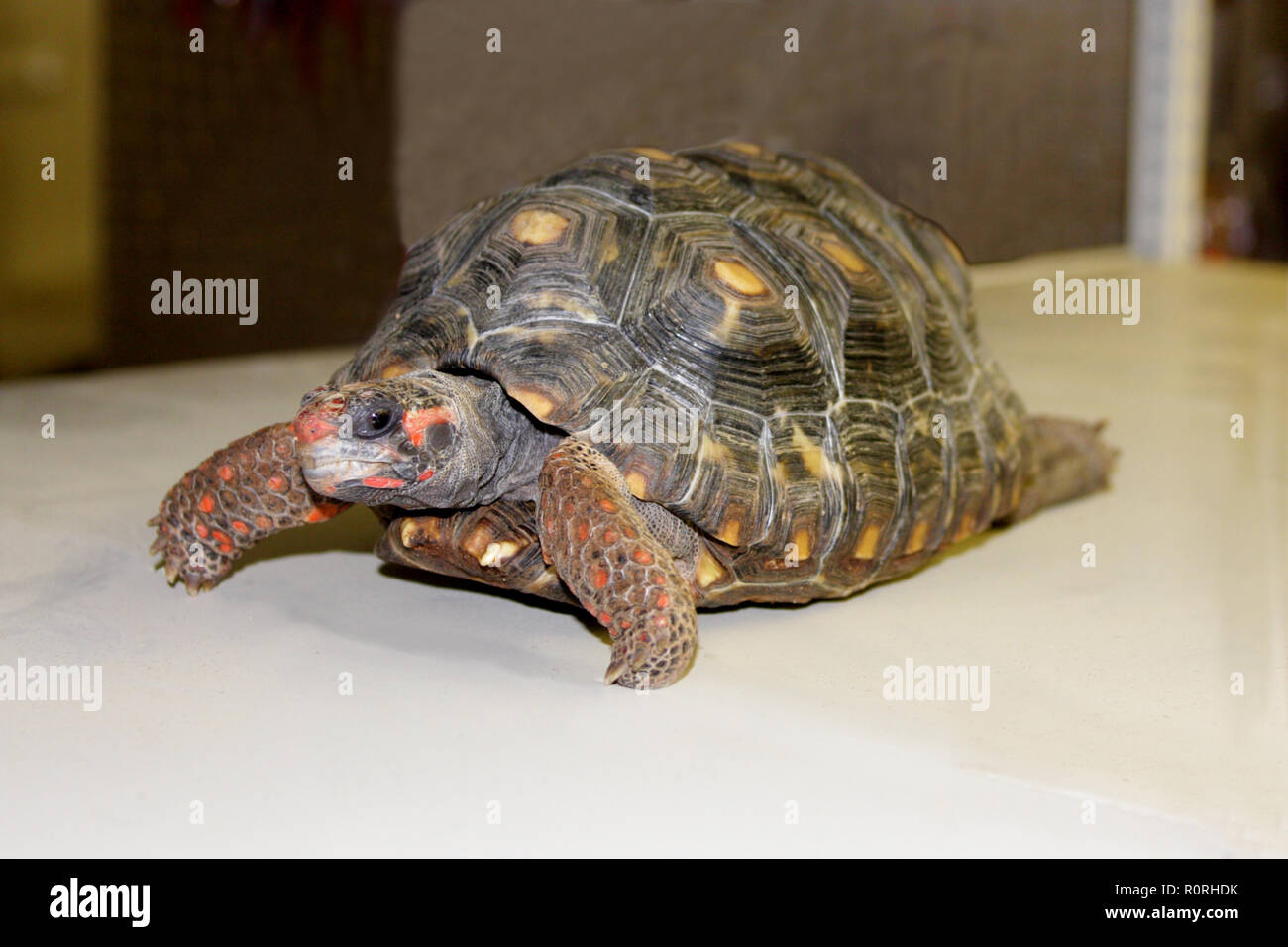Turtle pattern hi-res stock photography and images - Alamy