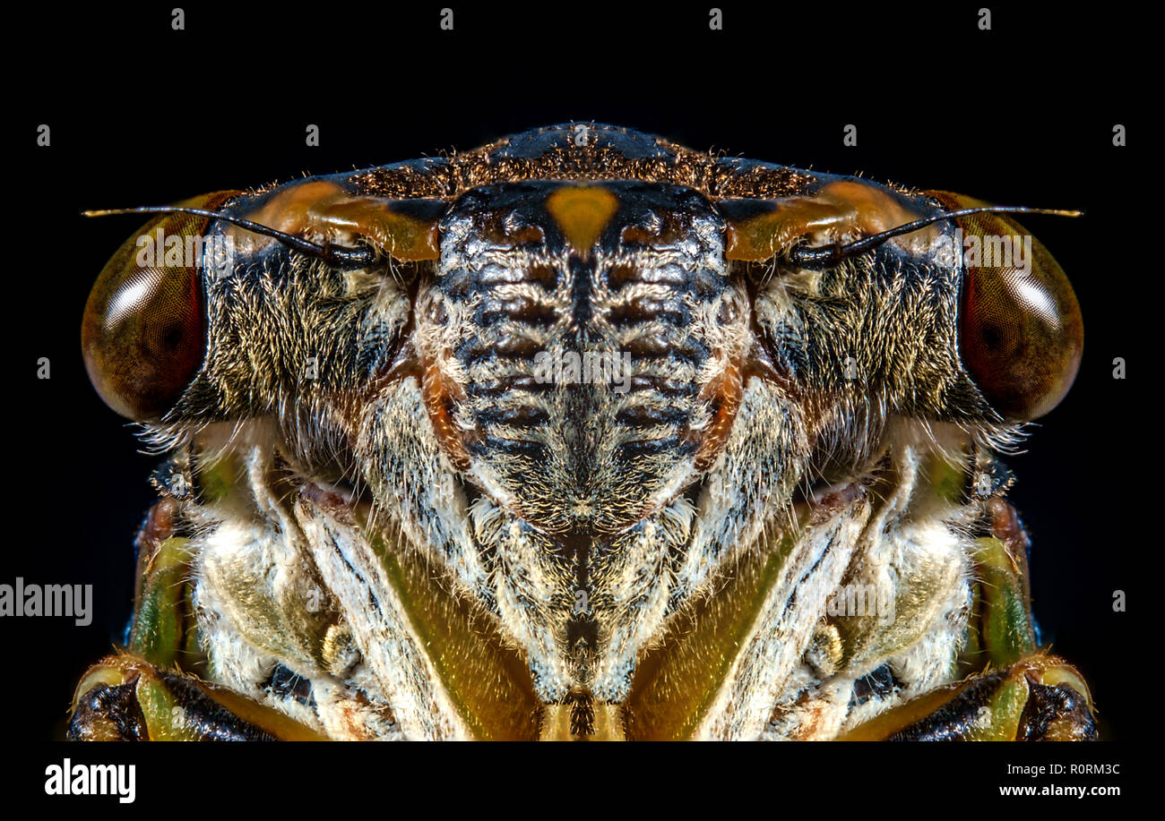 Closeup macro cicada locust for pest control and farming image Stock ...