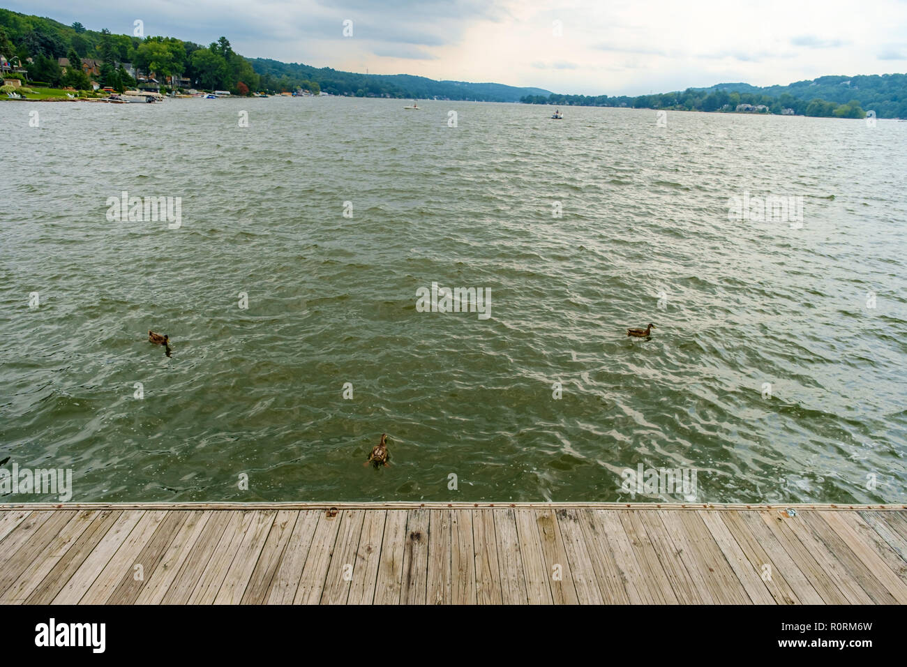 Ducks swim on summer lake near sunny dock Stock Photo - Alamy
