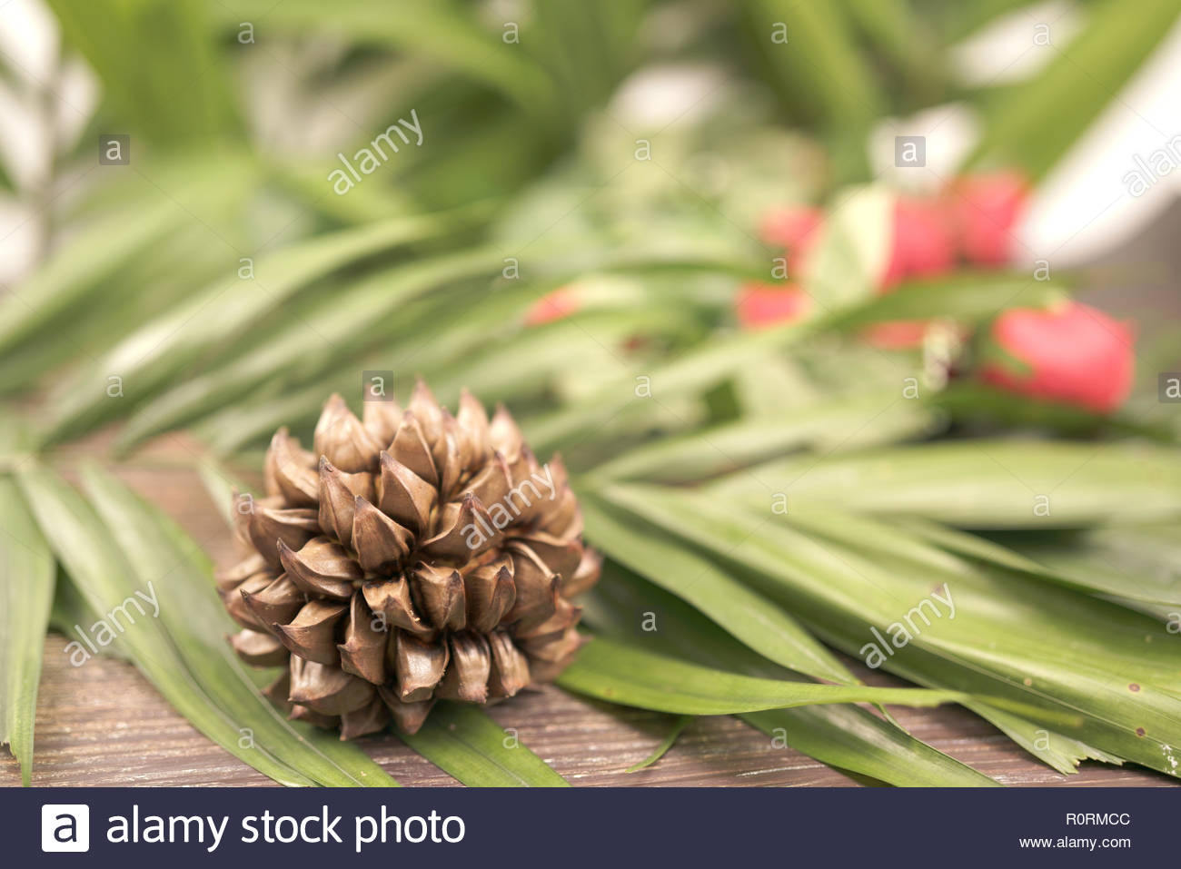 Nipa Palm High Resolution Stock Photography and Images - Alamy