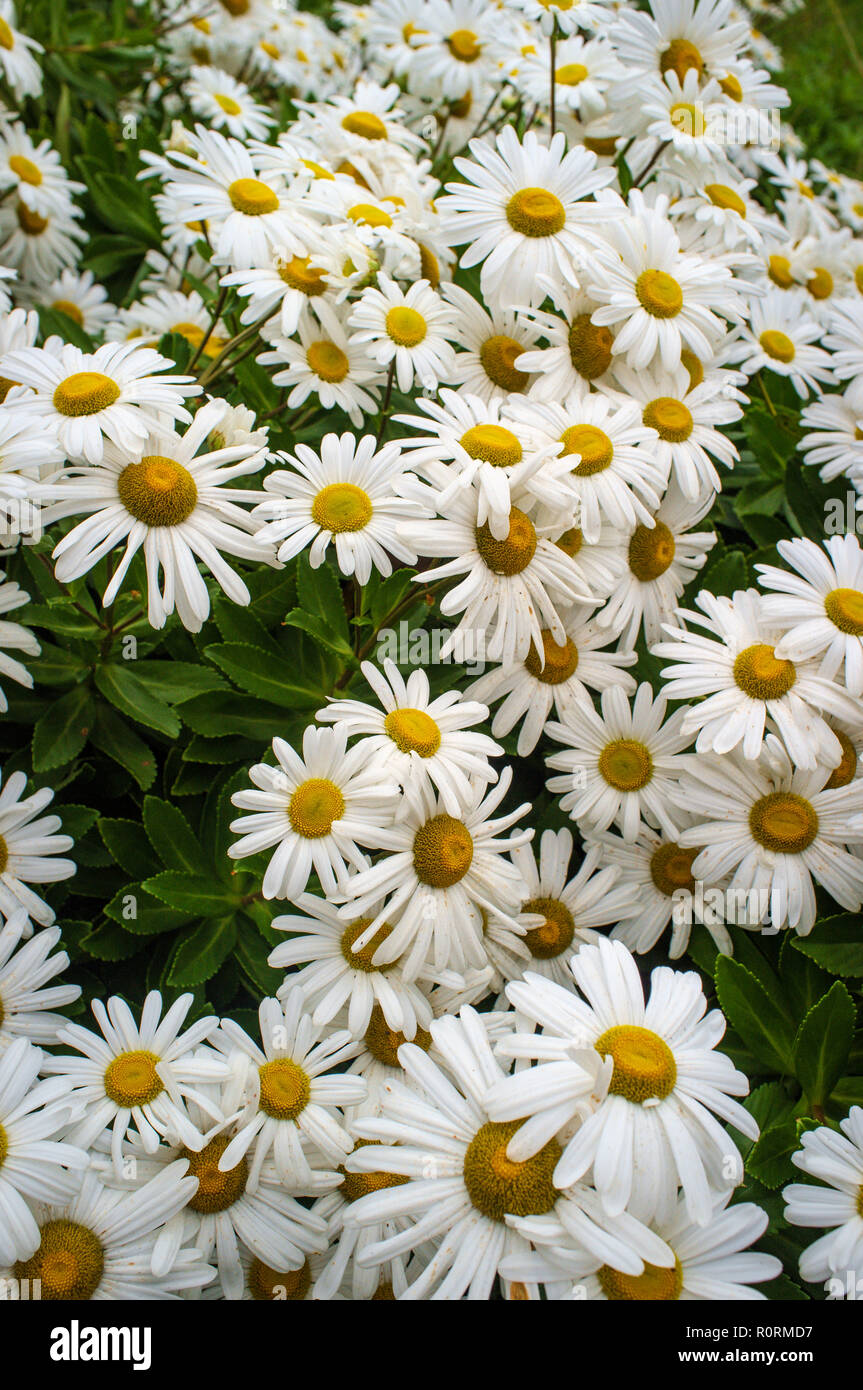 Field of beautiful annual daisy fleabane wildflowers background Stock ...