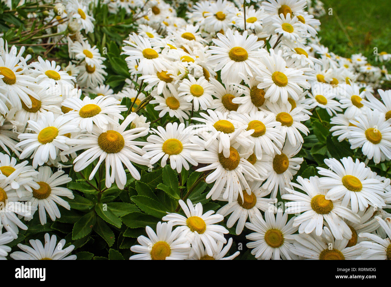Field of beautiful annual daisy fleabane wildflowers background Stock ...