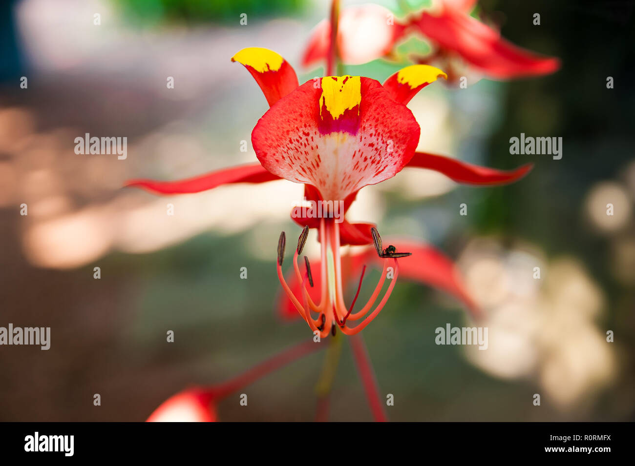 Exotic red flower of the Pride of Burma (Amherstia nobilis). Close up ...