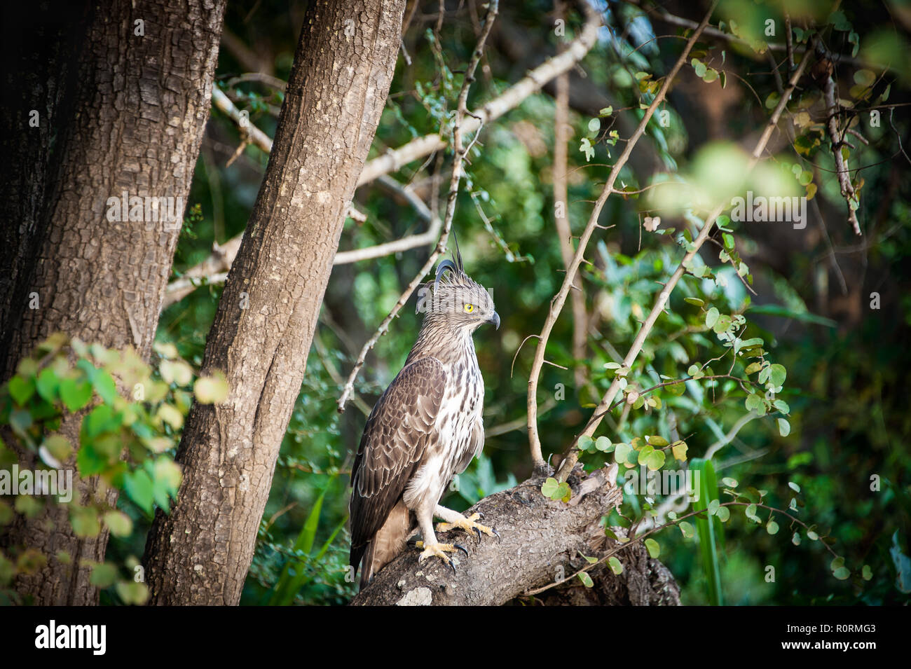 Close up of a Crested or 'changeable' hawk eagle (Nisaetus cirrhatus ...