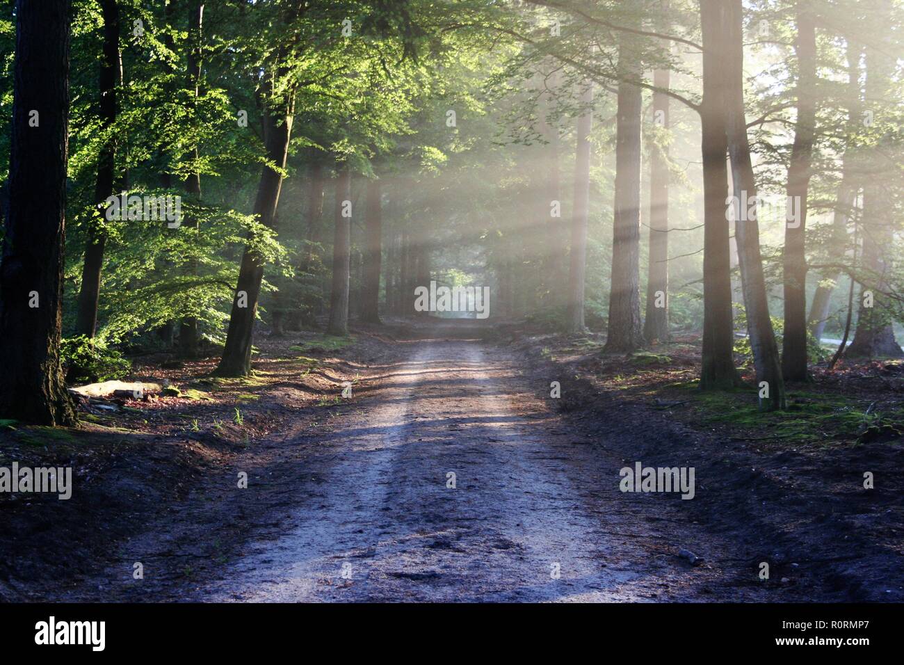 WAY OF LIFE, WAY IN THE FOREST Stock Photo - Alamy
