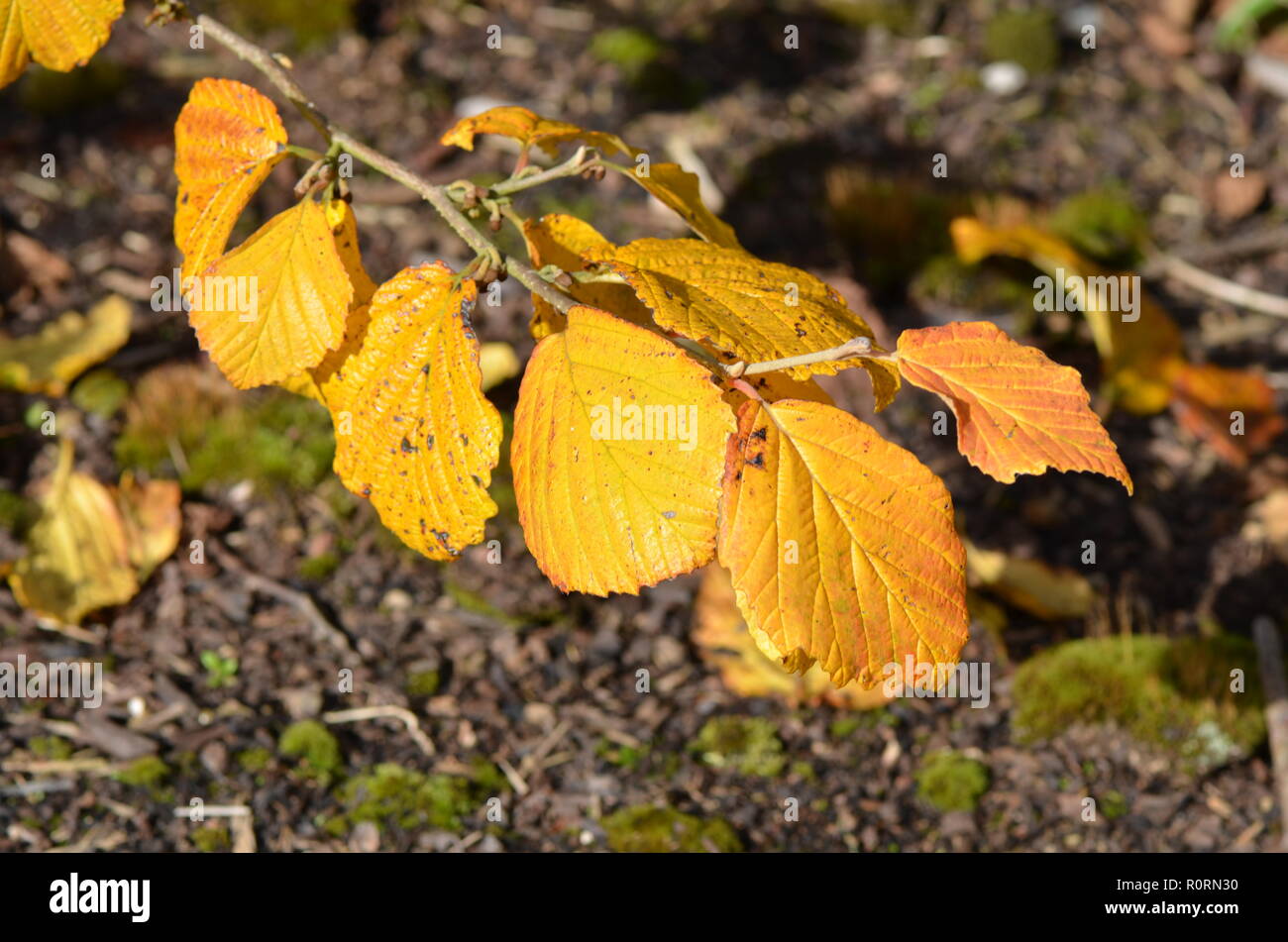 Hamamelis x intermedia Sunburst Stock Photo - Alamy