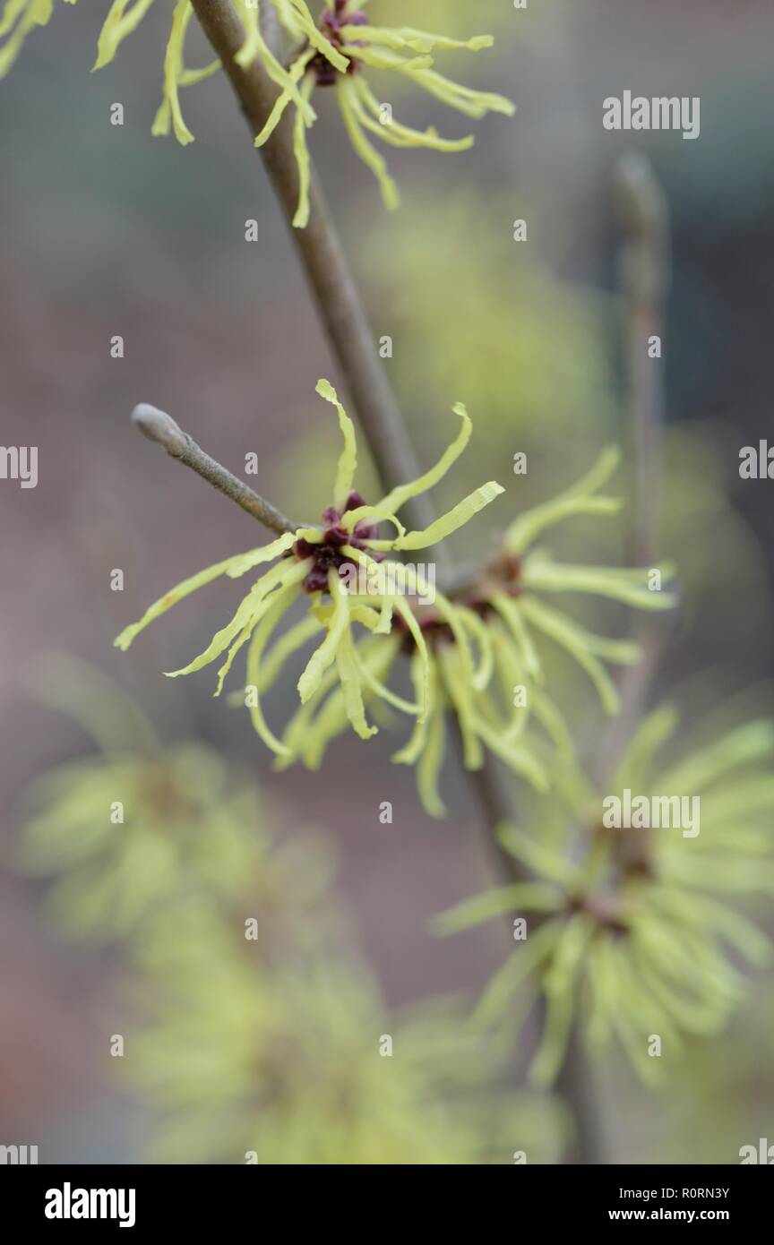 Hamamelis x intermedia Sunburst Stock Photo - Alamy