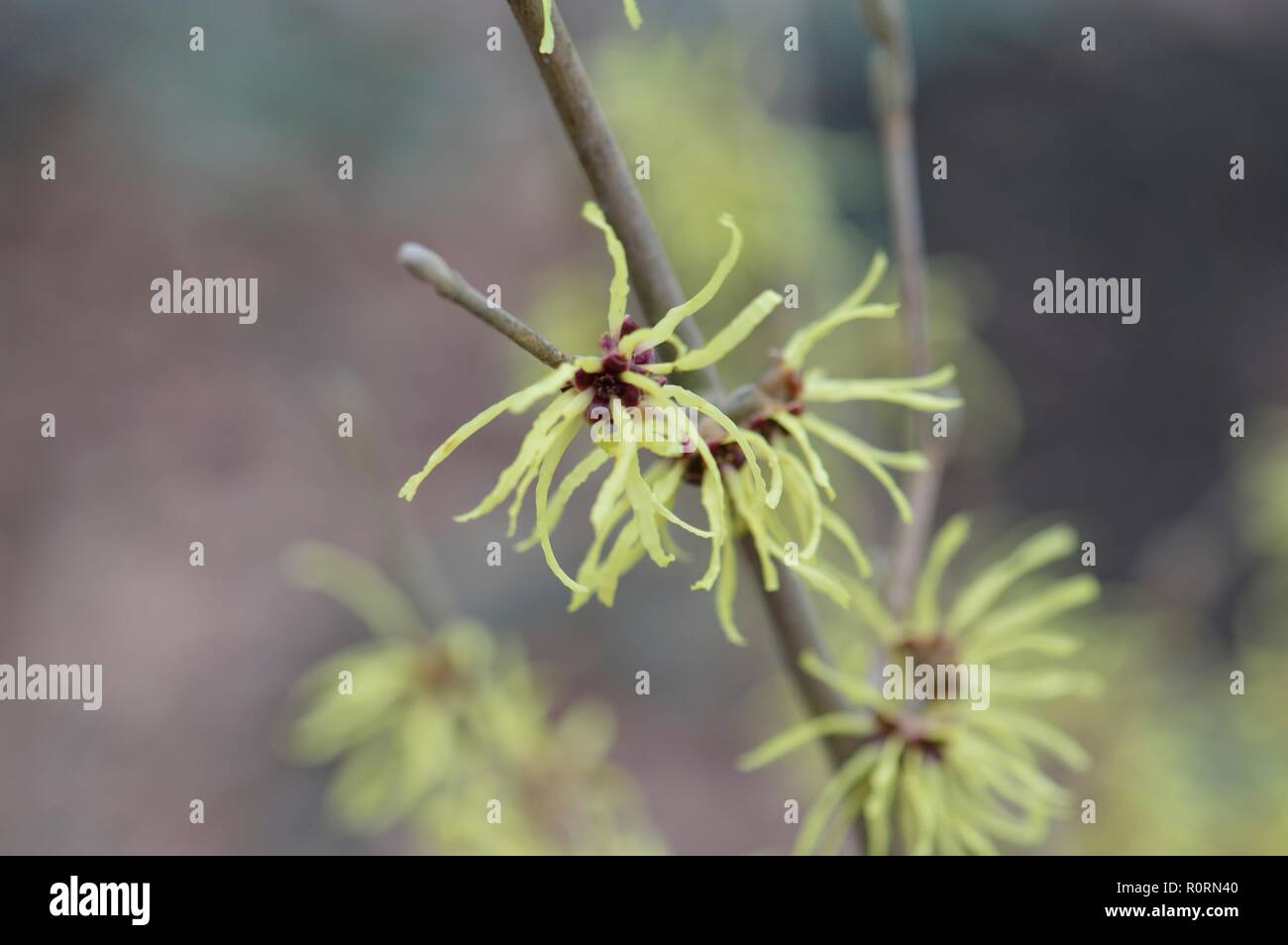 Hamamelis x intermedia Sunburst Stock Photo - Alamy