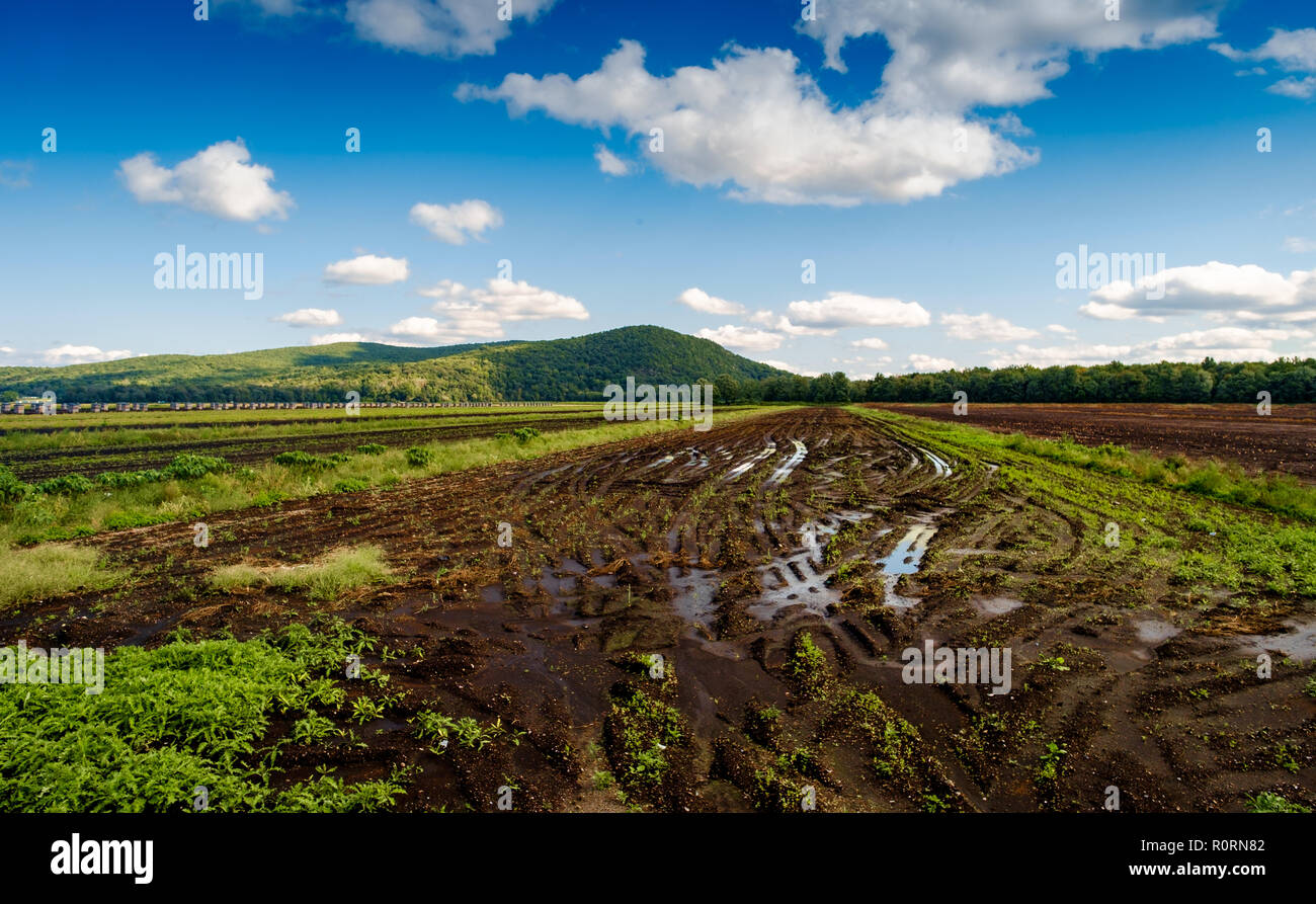 Blue sky cloudscape over lush farmland showing horizon line Stock Photo ...