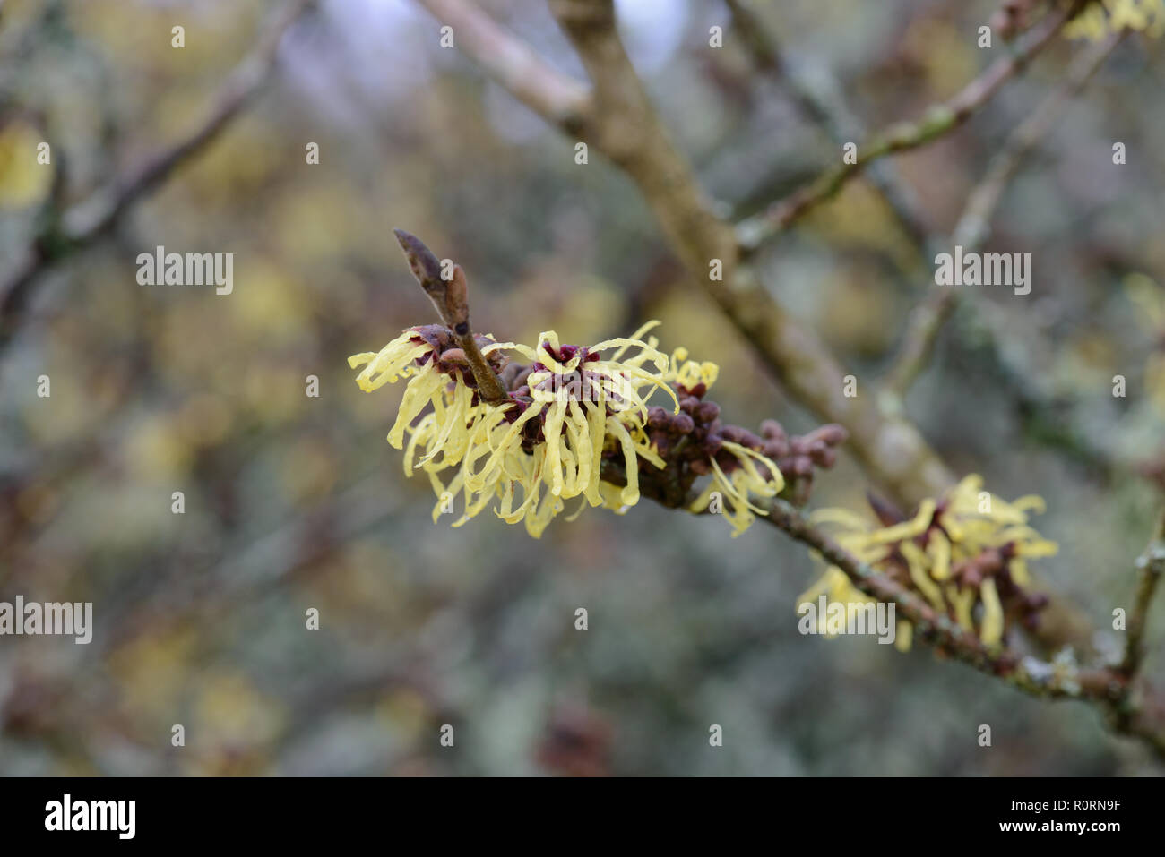 Hamamelis x intermedia pallida Stock Photo - Alamy