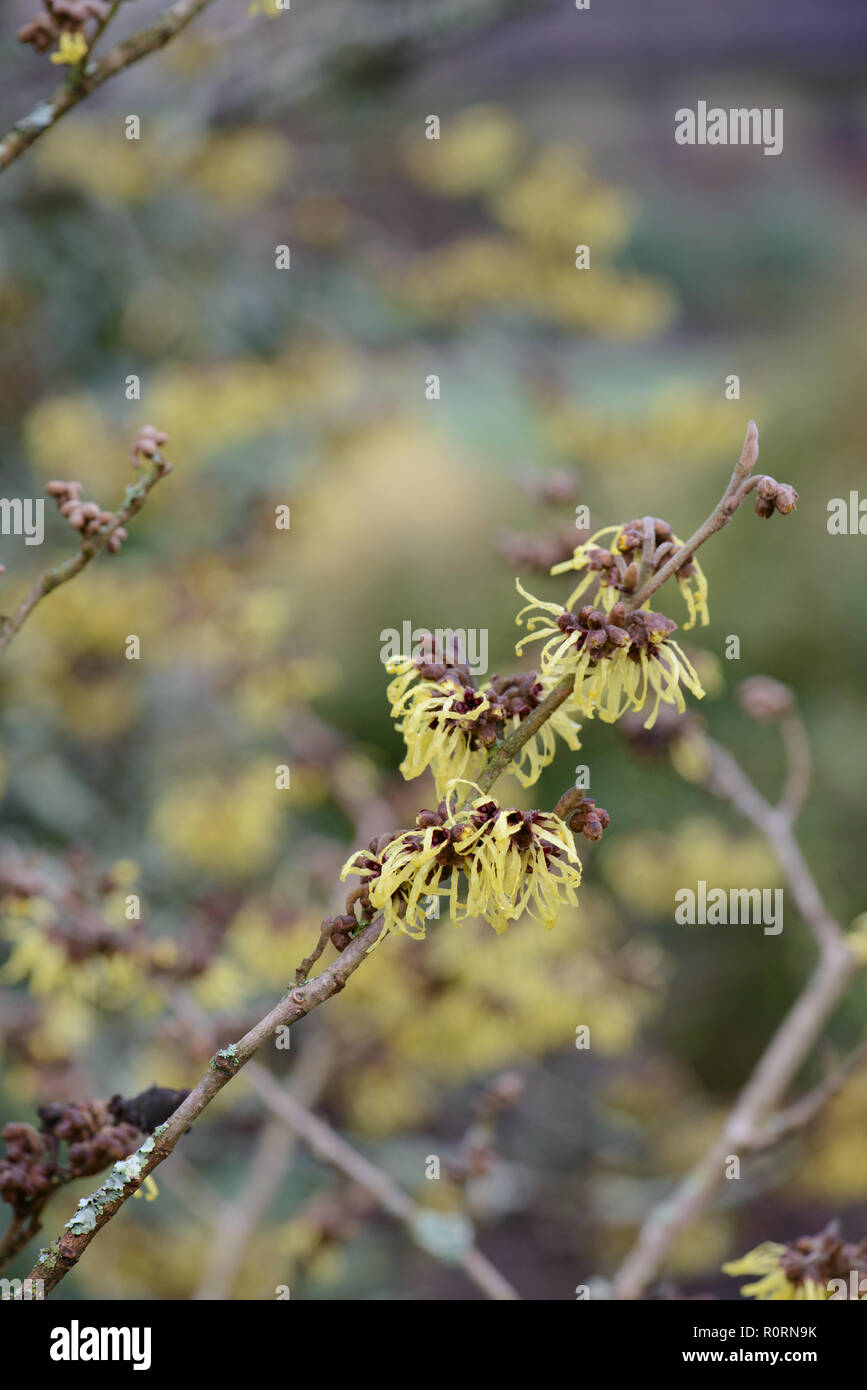 The witch hazel pallida hamamelis x intermedia hi-res stock photography ...