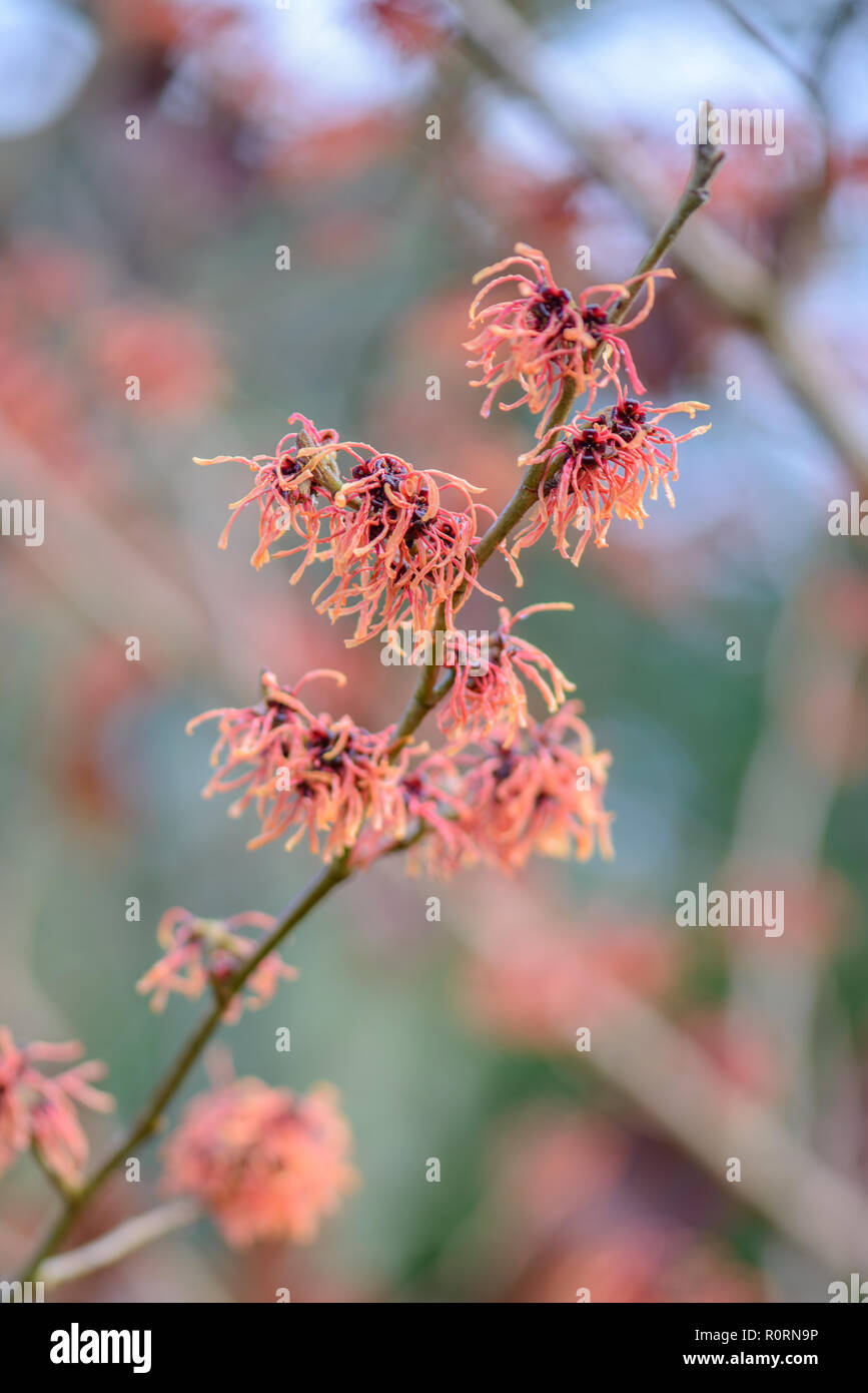Georges Bush High Resolution Stock Photography and Images - Alamy
