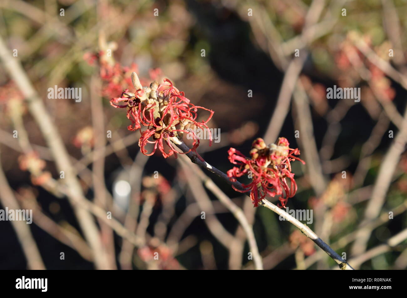 Hamamelis x intermedia Georges Stock Photo - Alamy