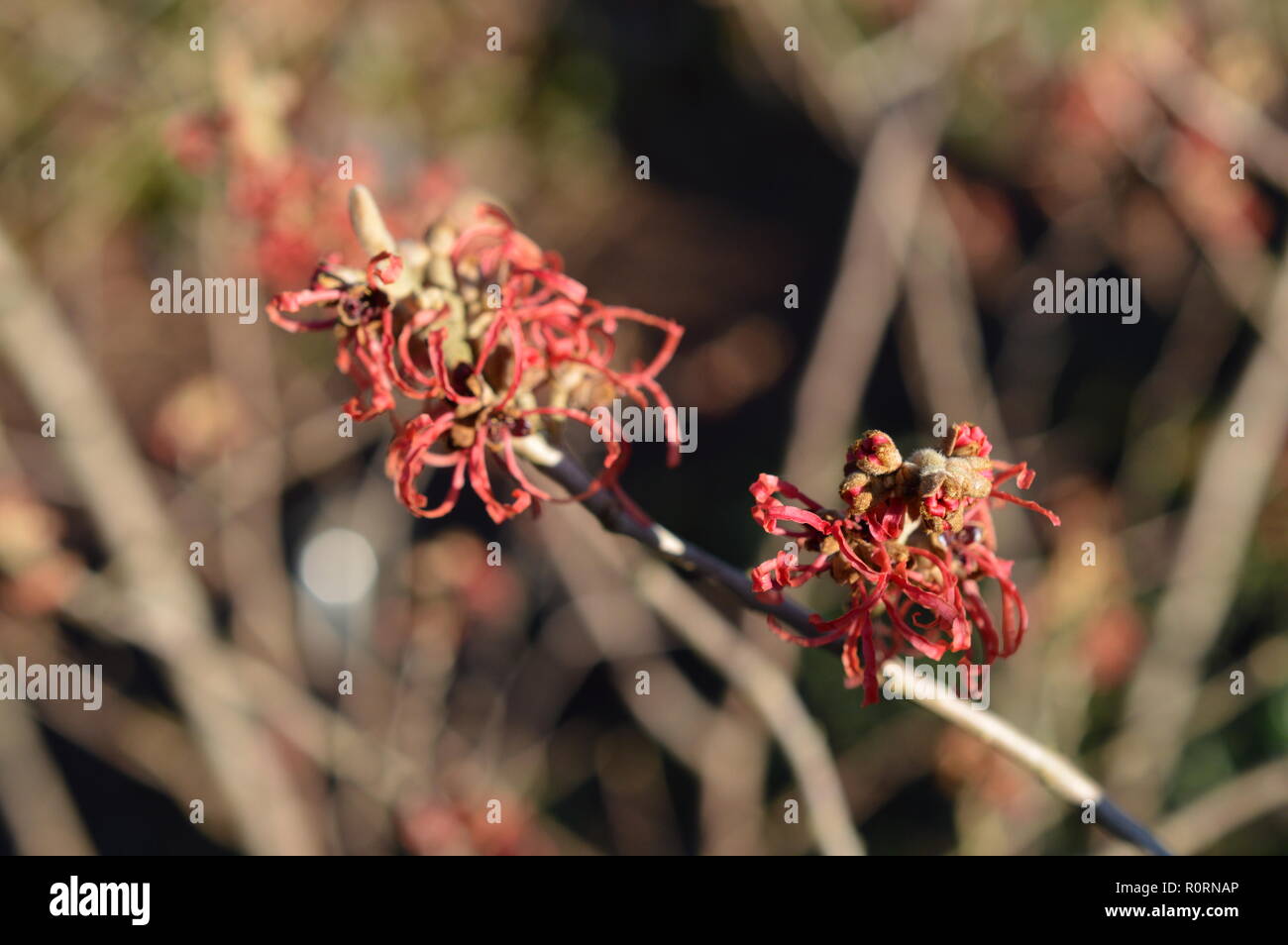 Hamamelis x intermedia Georges Stock Photo - Alamy