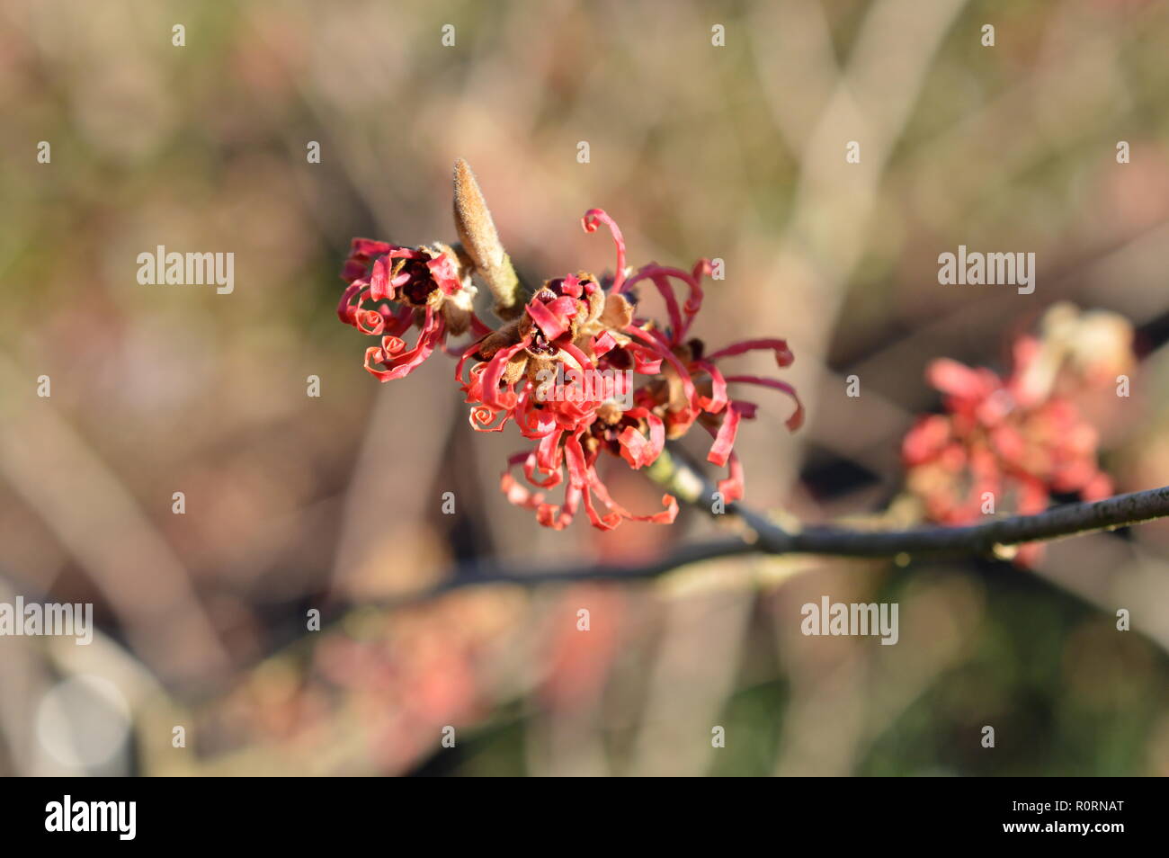 Hamamelis x intermedia Georges Stock Photo - Alamy