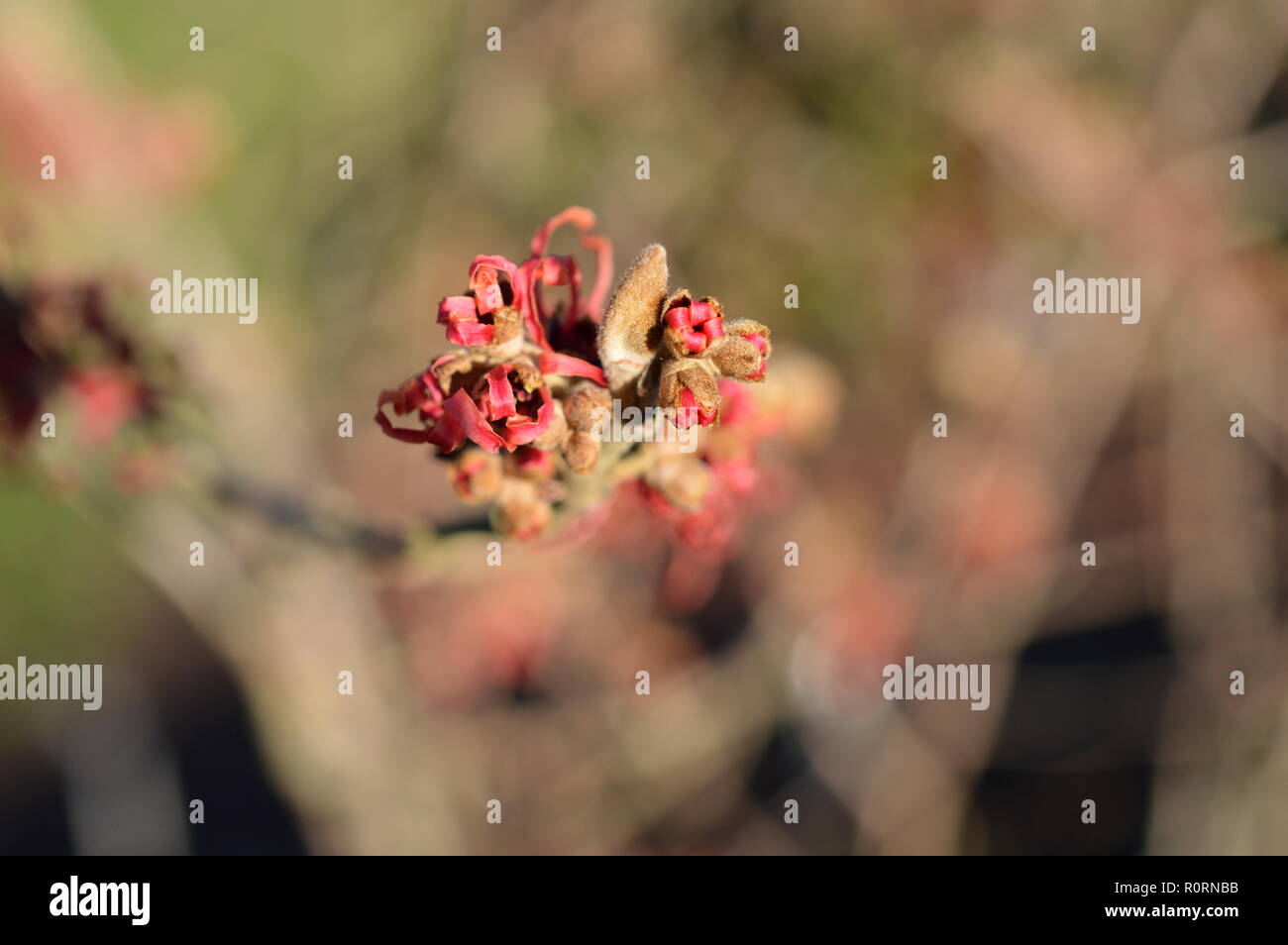Hamamelis x intermedia Georges Stock Photo - Alamy
