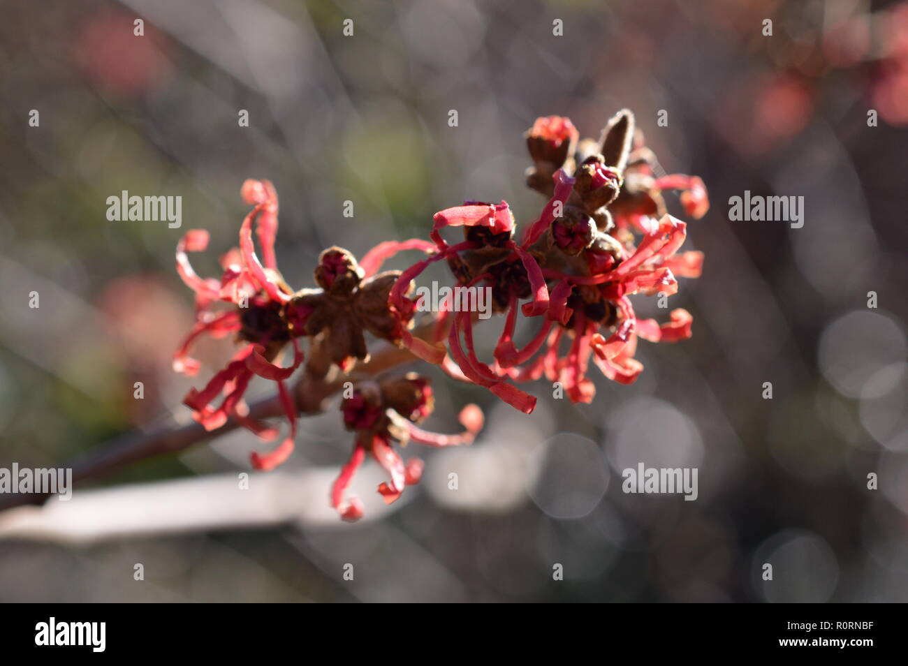Hamamelis x intermedia Georges Stock Photo - Alamy