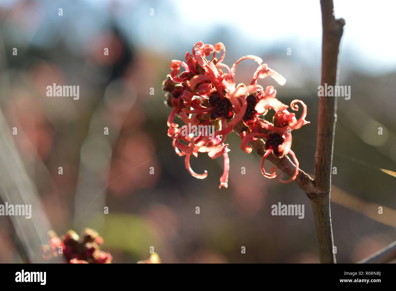 Hamamelis x intermedia Georges Stock Photo - Alamy