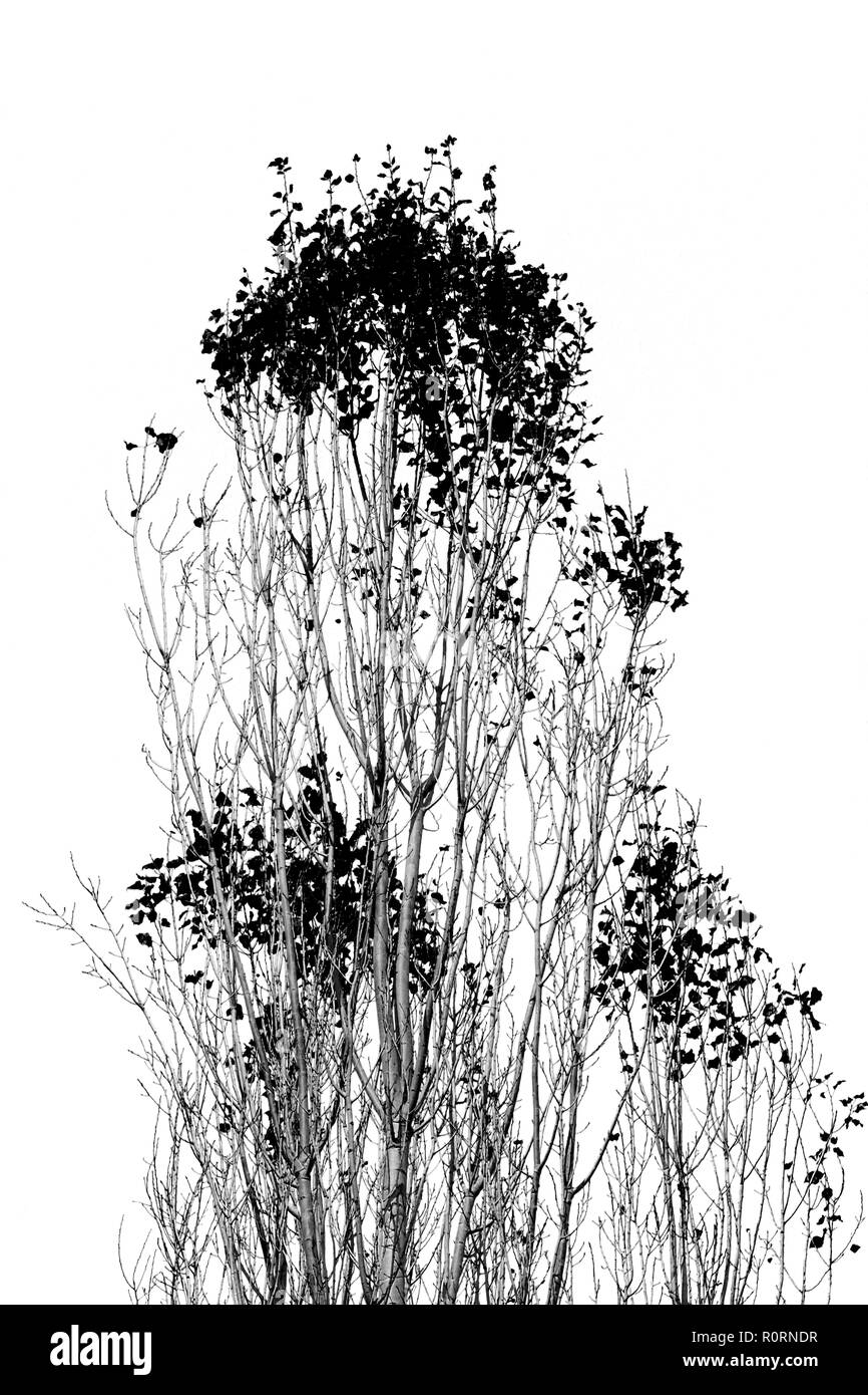 White Poplar Tree Drawing