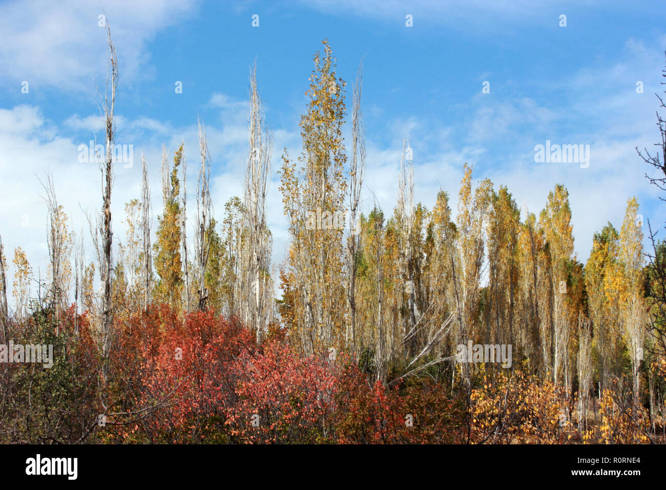 Poplar Trees in Fall Stock Photo - Alamy