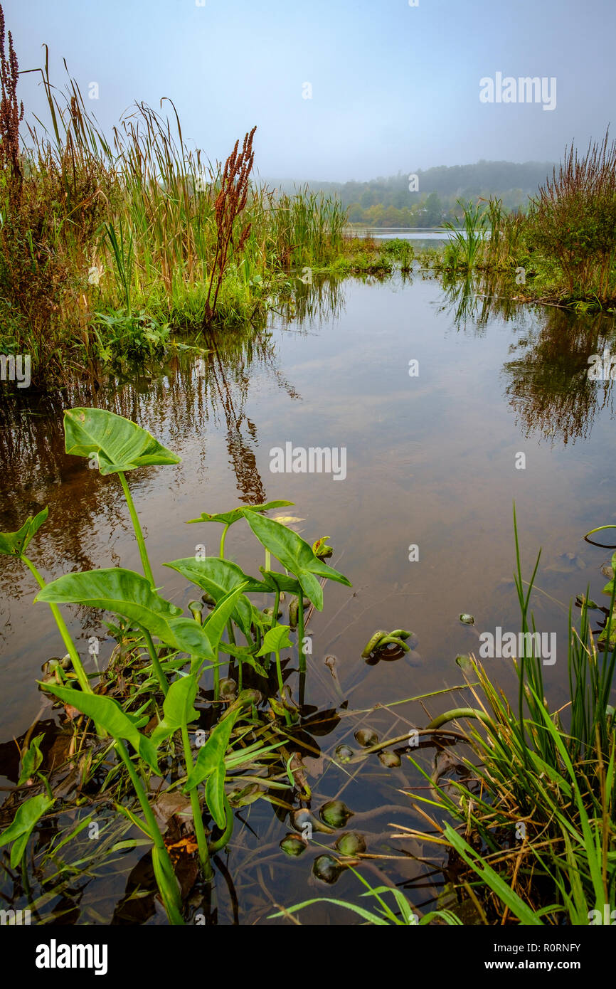 Moody and misty autumn lake early morning Stock Photo - Alamy