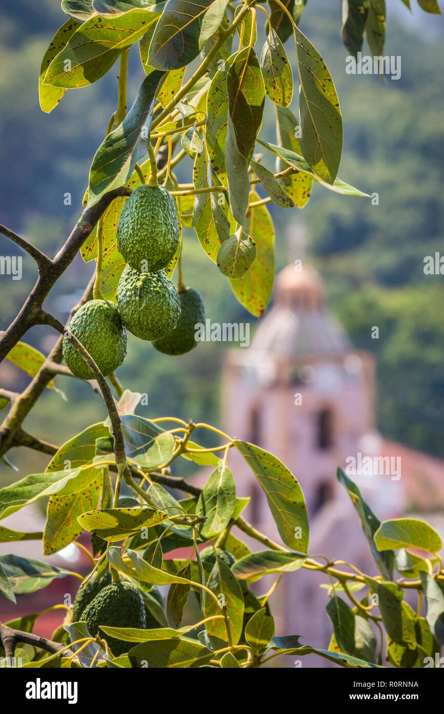 Mexico avocado farm hi-res stock photography and images - Alamy
