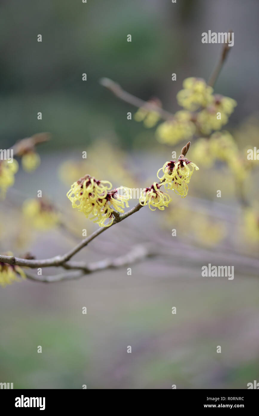 Hamamelis x intermedia Primavera Stock Photo - Alamy