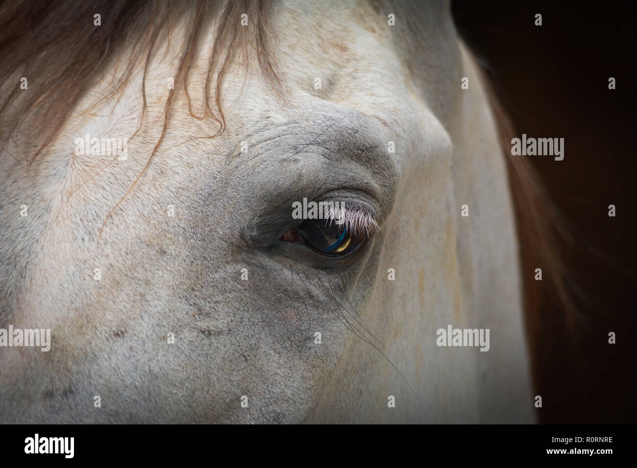 Equine vision sight hi-res stock photography and images - Alamy