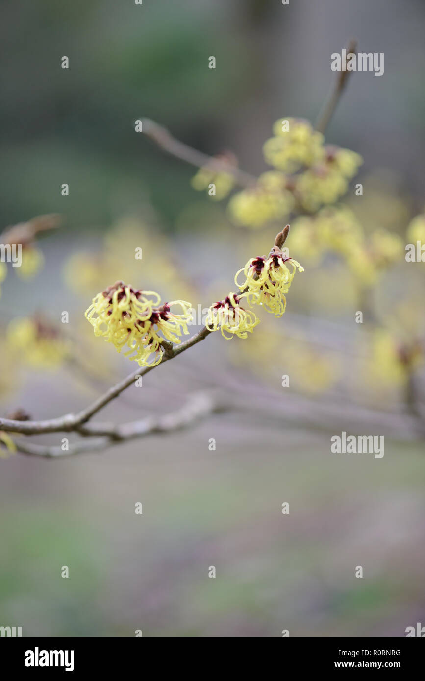 Hamamelis x intermedia Primavera Stock Photo - Alamy