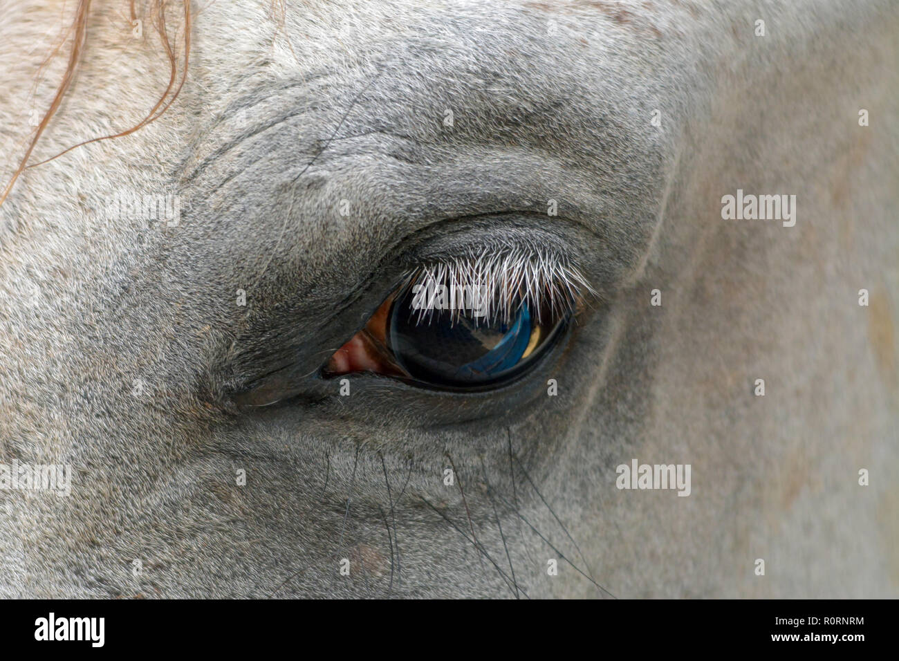 Equine vision sight hi-res stock photography and images - Alamy