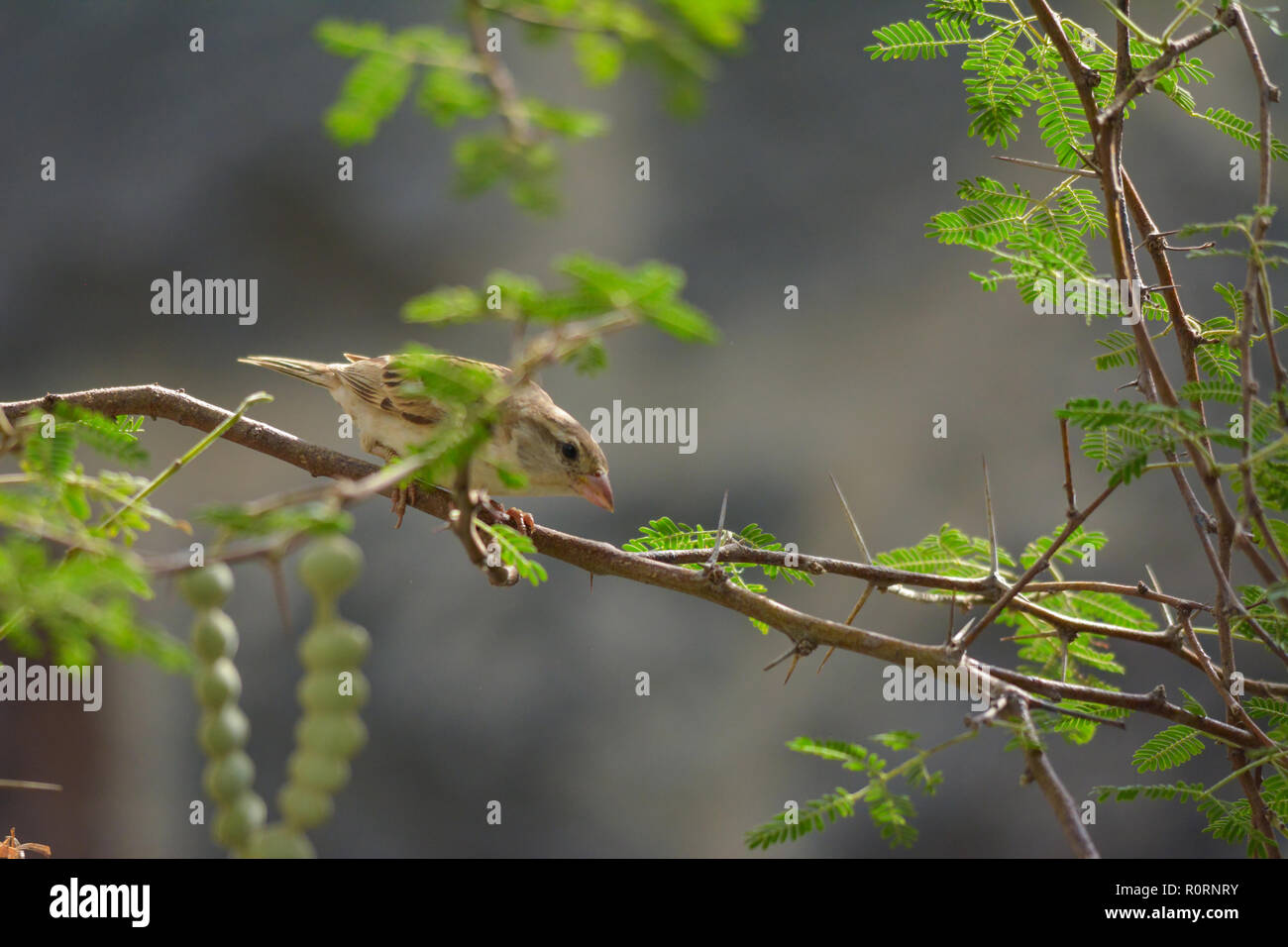 Little sparrow bird sitting alone Stock Photo - Alamy
