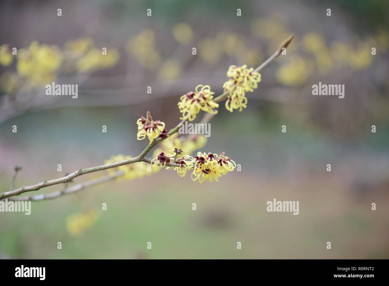 Hamamelis x intermedia Primavera Stock Photo - Alamy