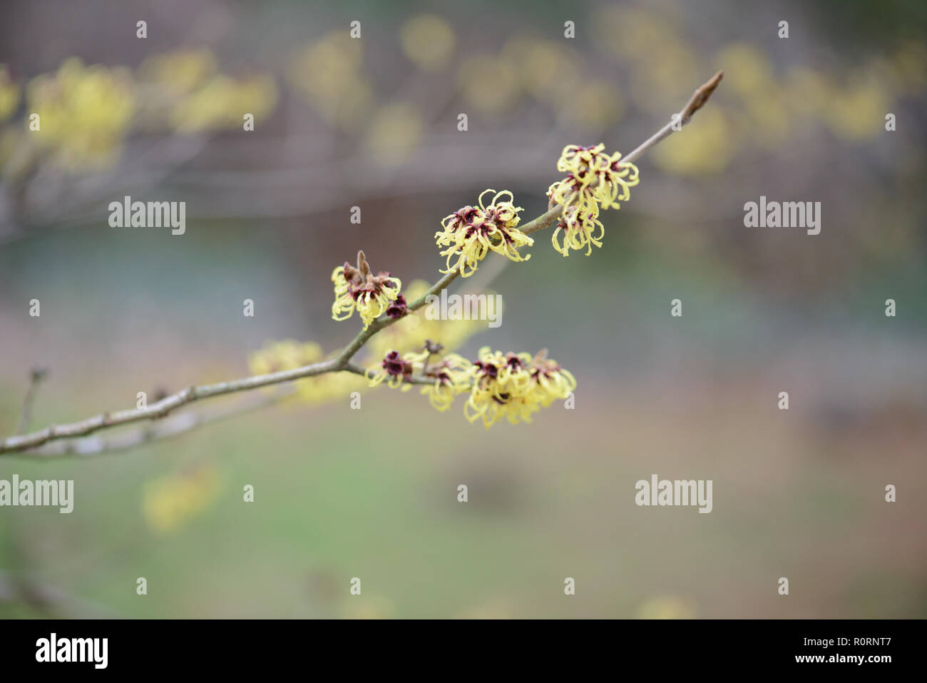 Hamamelis x intermedia Primavera Stock Photo - Alamy