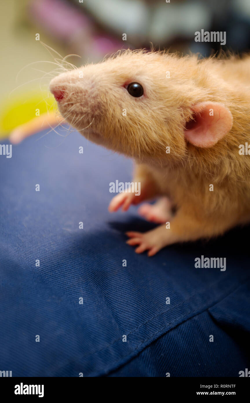 Fancy fawn colored dumbo eared pet rat exploring the sofa Stock Photo ...