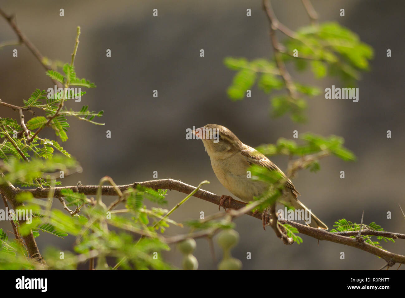 Little sparrow bird sitting alone Stock Photo - Alamy