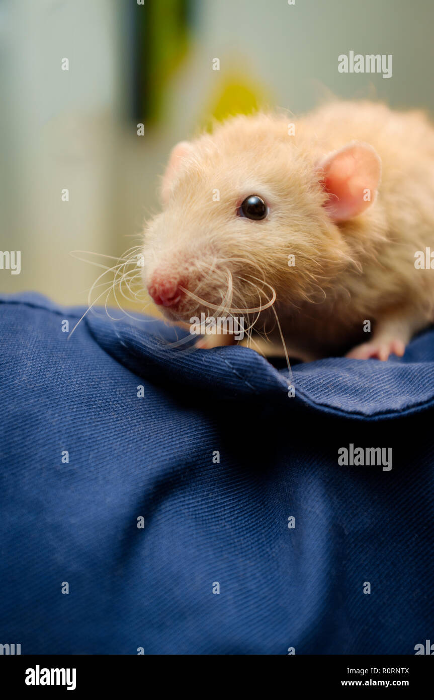 Fancy fawn colored dumbo eared pet rat exploring the sofa Stock Photo ...