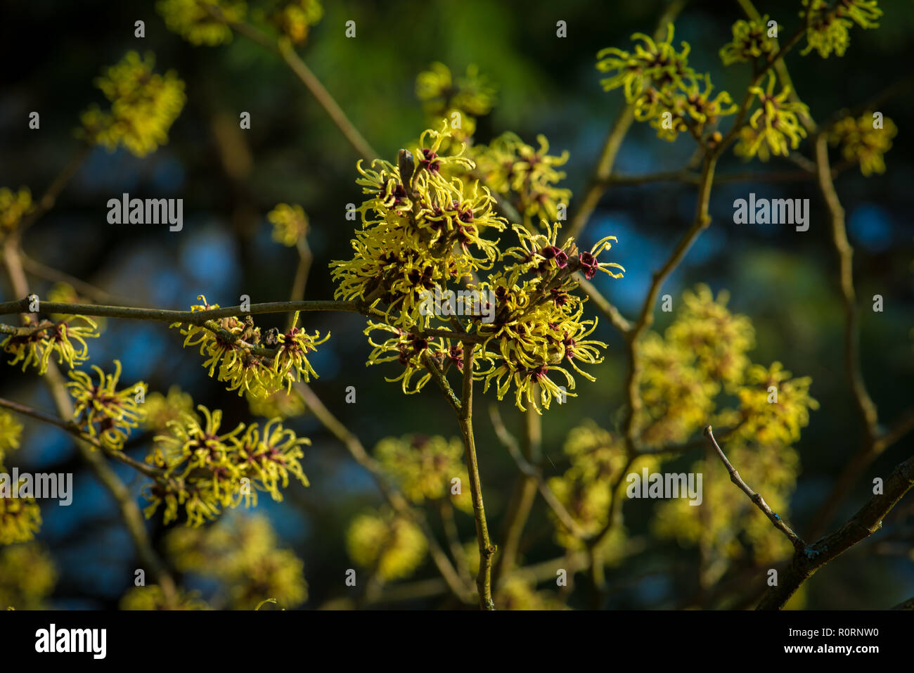 Hamamelis intermedia primavera hi-res stock photography and images - Alamy