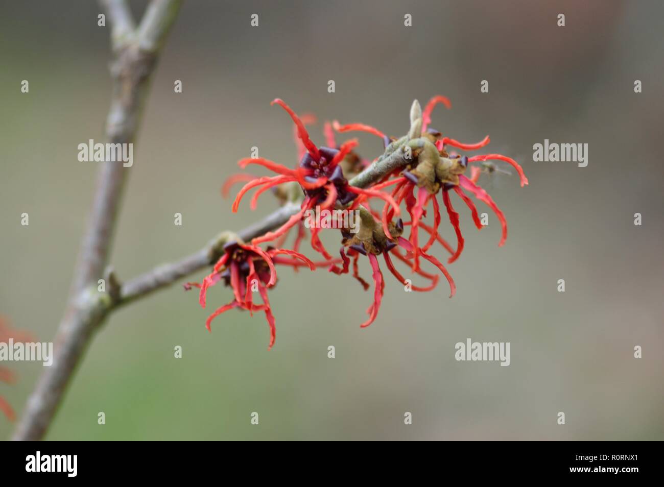 Hamamelis x intermedia Rubin Stock Photo - Alamy