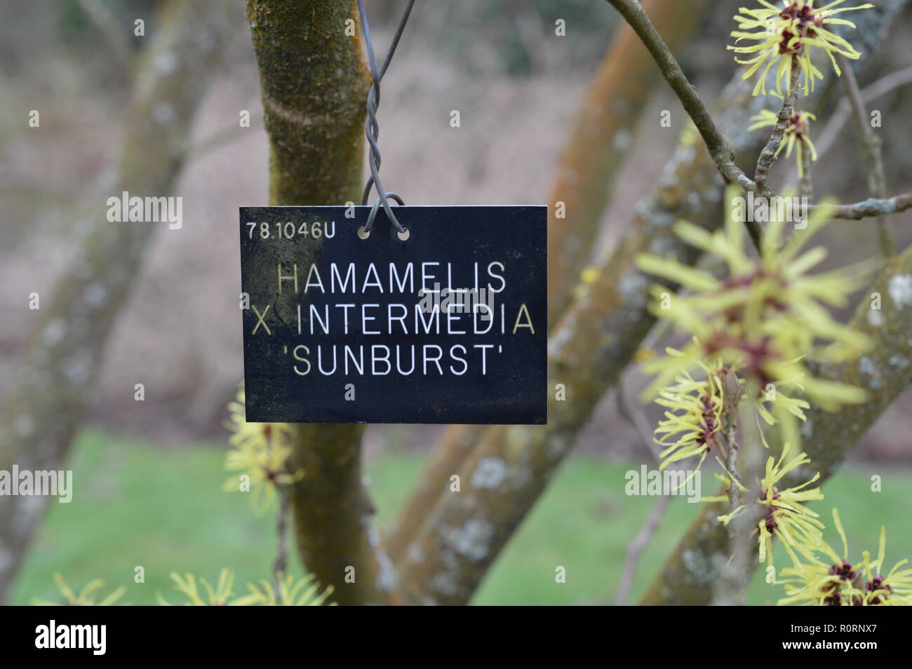Hamamelis x intermedia sunburst hi-res stock photography and images - Alamy