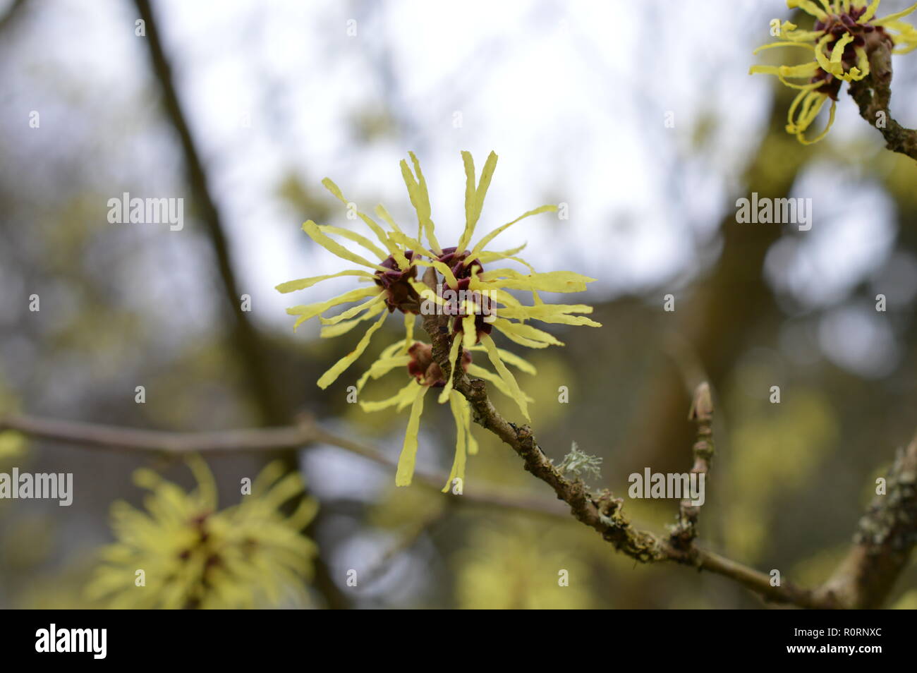 Hamamelis x intermedia sunburst Stock Photo - Alamy