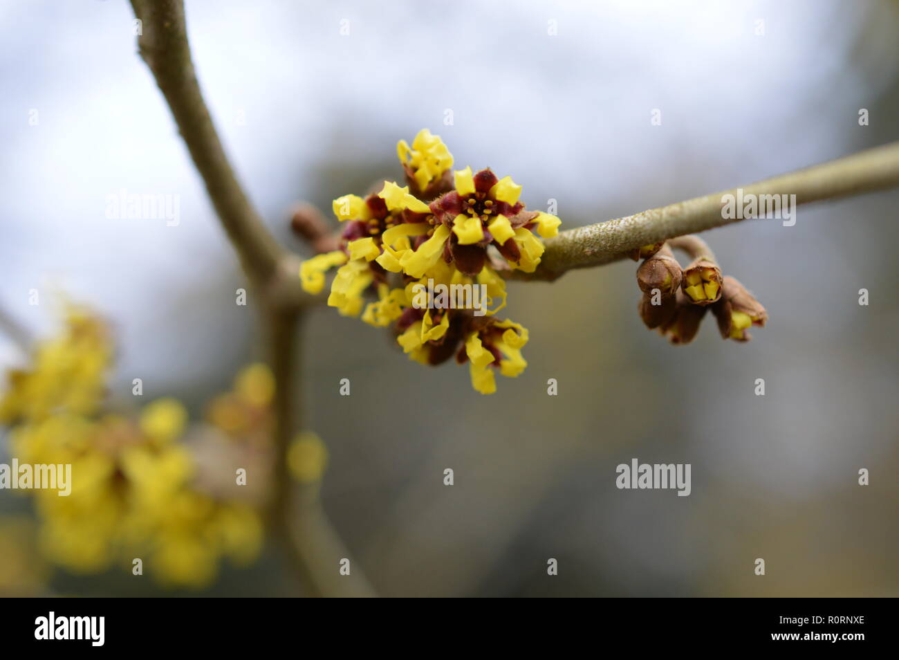 Hamamelis x intermedia sunburst Stock Photo - Alamy