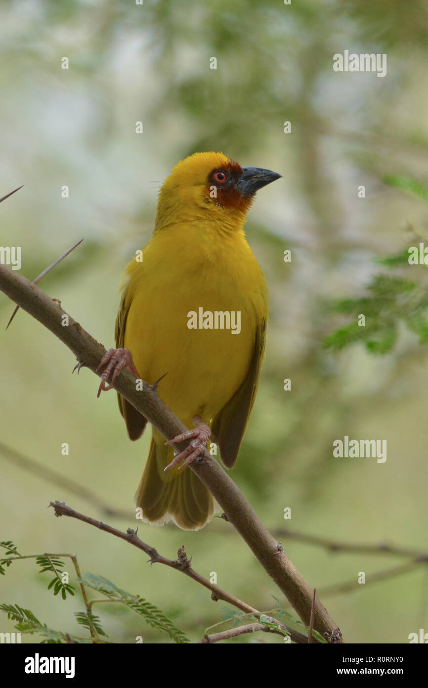Green masked hi-res stock photography and images - Alamy