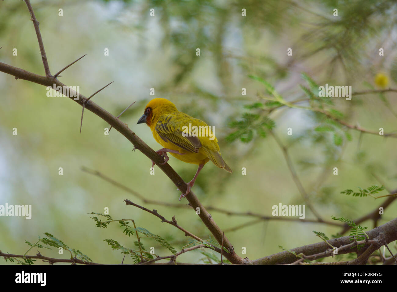 Masked weaver sitting alone Stock Photo - Alamy