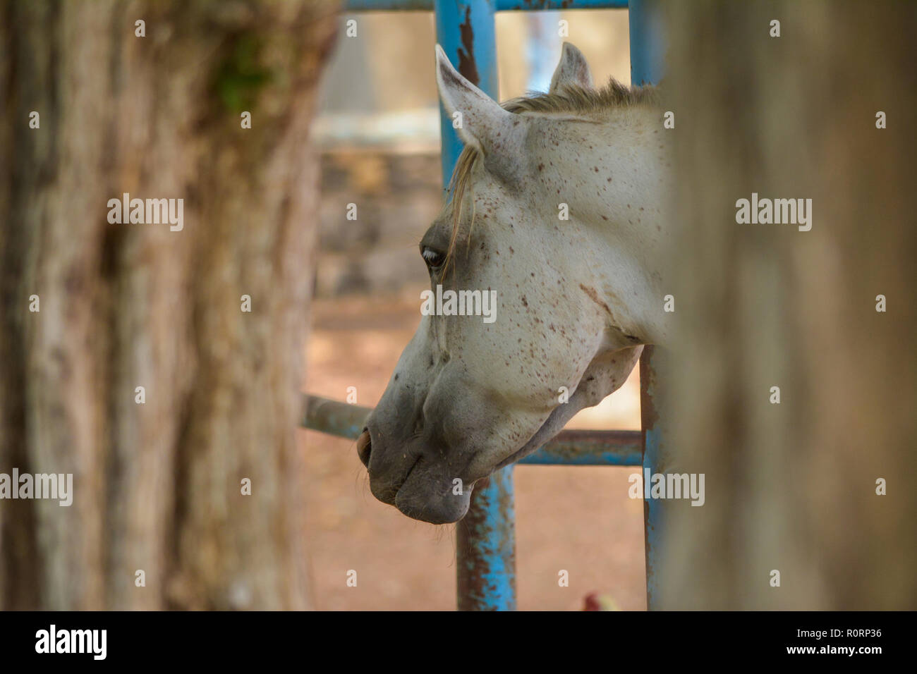 Horse in cage Stock Photo - Alamy