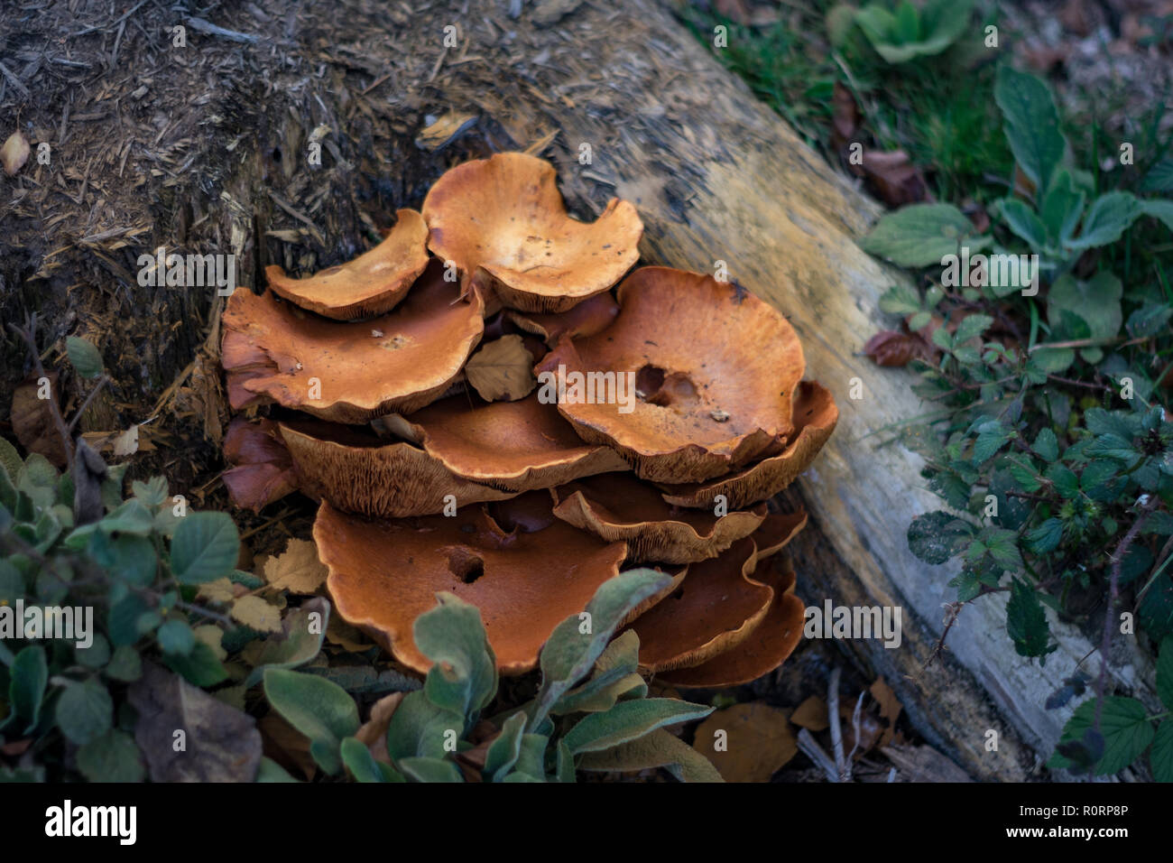 Mushrooms in forest Stock Photo - Alamy