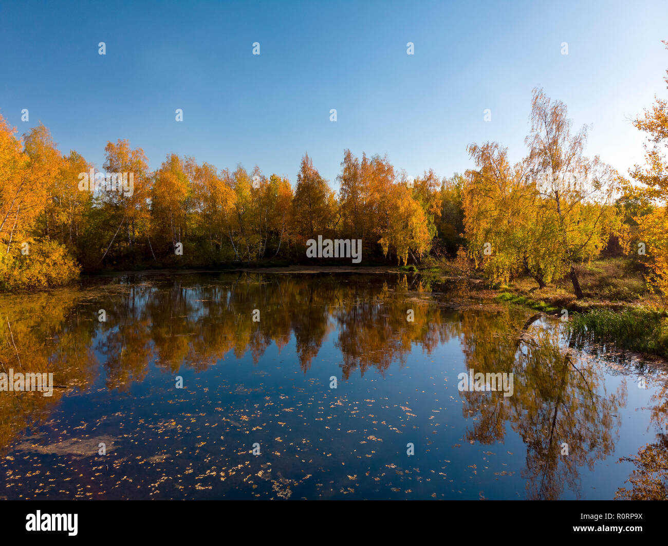 Russian autumn landscape with a birches, pond and reflection Stock ...