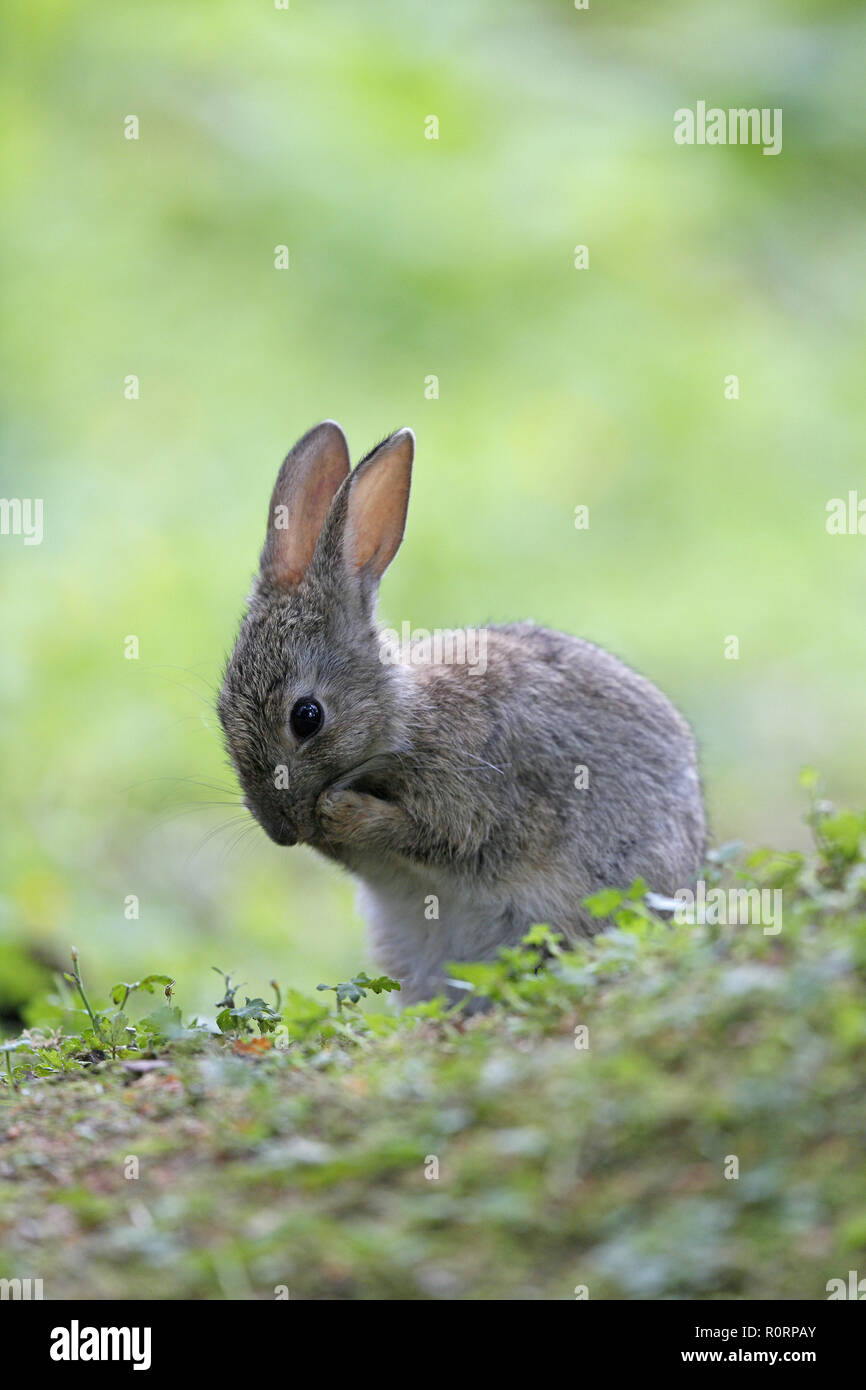 Rabbit, Oryctolagus, cuniculus, washing face Stock Photo - Alamy