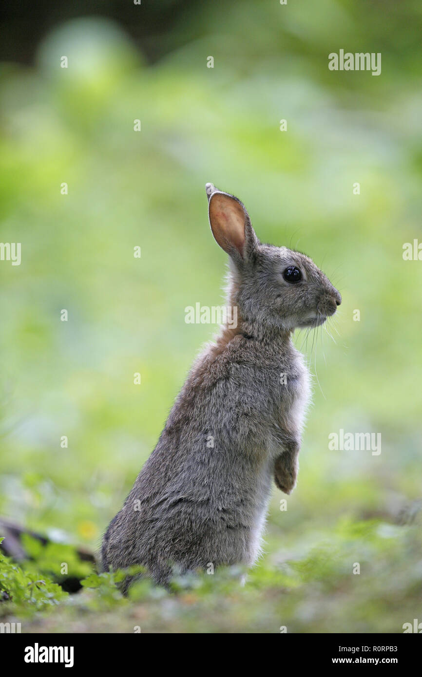 Young european rabbit oryctolagus hi-res stock photography and images ...