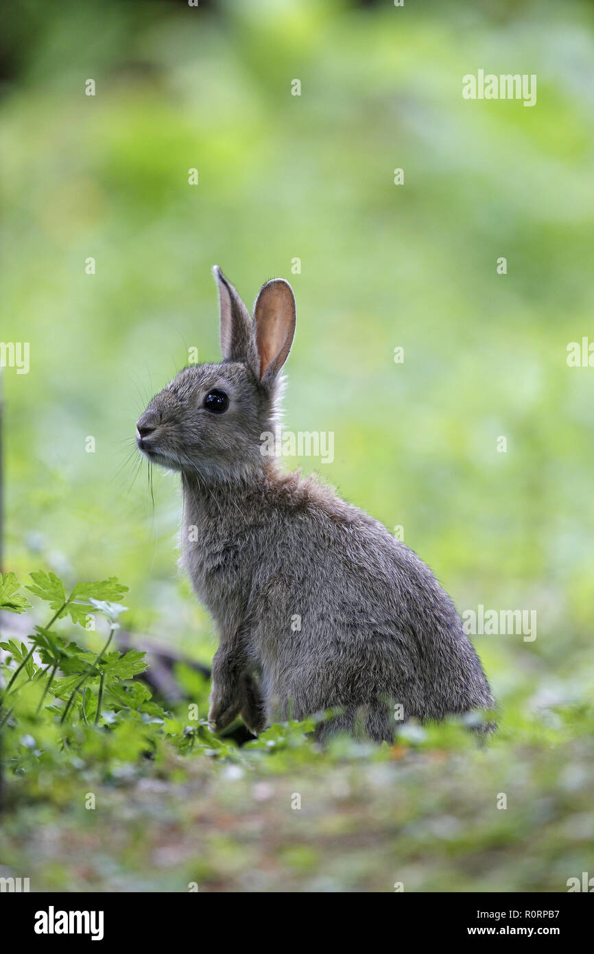 Coney rabbit hi-res stock photography and images - Alamy