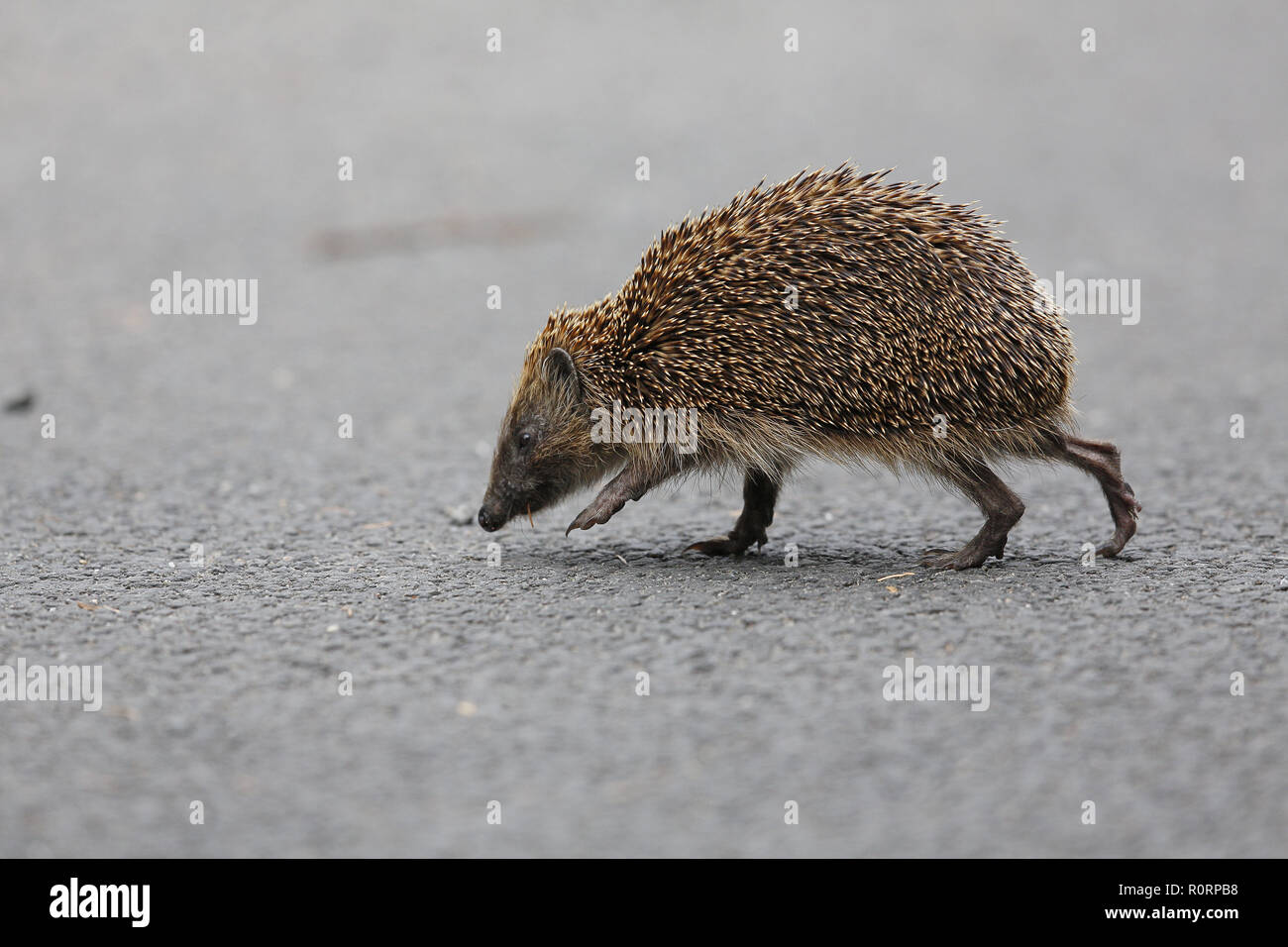 Hedgehog highway hi-res stock photography and images - Alamy